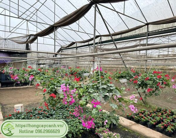 Cây hoa phong lữ rủ cánh đơn và cánh kép đủ màu sắc