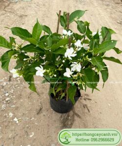 Cây lài tây (lài châu) hoa trắng cánh đơn, ra hoa 4 mùa