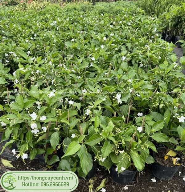 Cây lài tây (lài châu) hoa trắng cánh đơn, ra hoa 4 mùa