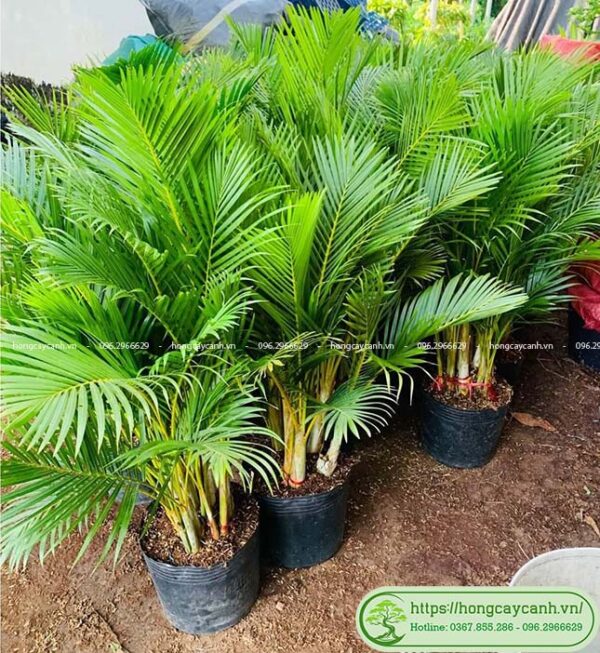 Cây cau lụa - Loại cây phong thủy được nhiều người yêu thích