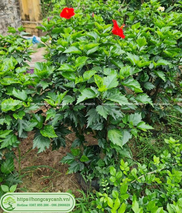 Cây dâm bụt ta đủ màu: đỏ, hồng, cam,... trồng sân vườn