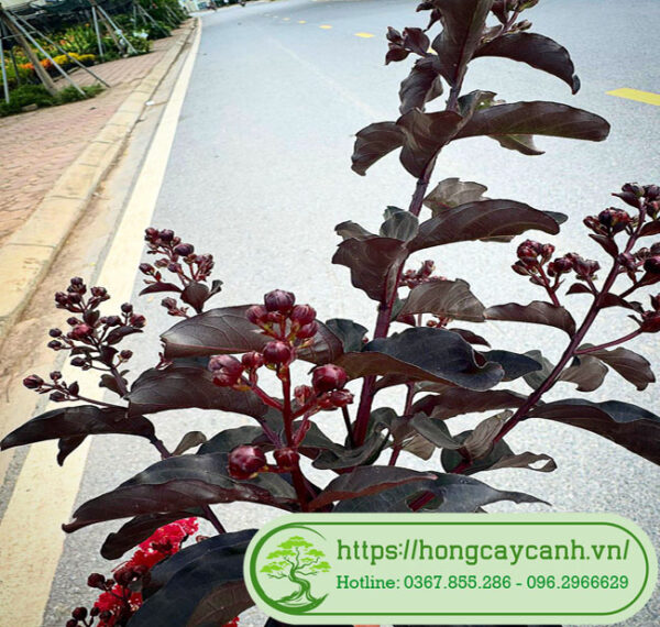 Cây tường vi huyết long hoa đỏ cao 1m, 1m5, 2m... tại Hà Nội