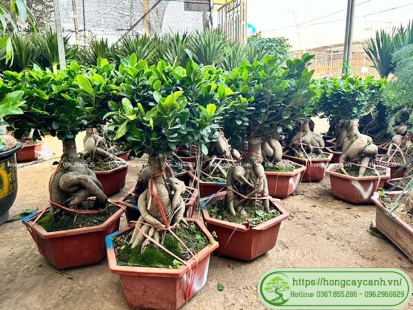 Cây si Nhật bonsai trồng nội thất sân vườn